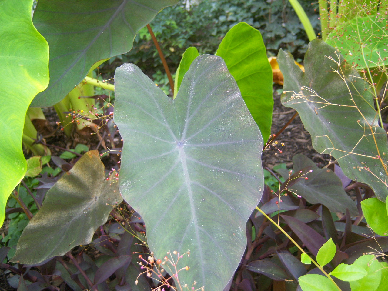 Colocasia esculenta ‘Black Magic’ « The Belmont Rooster