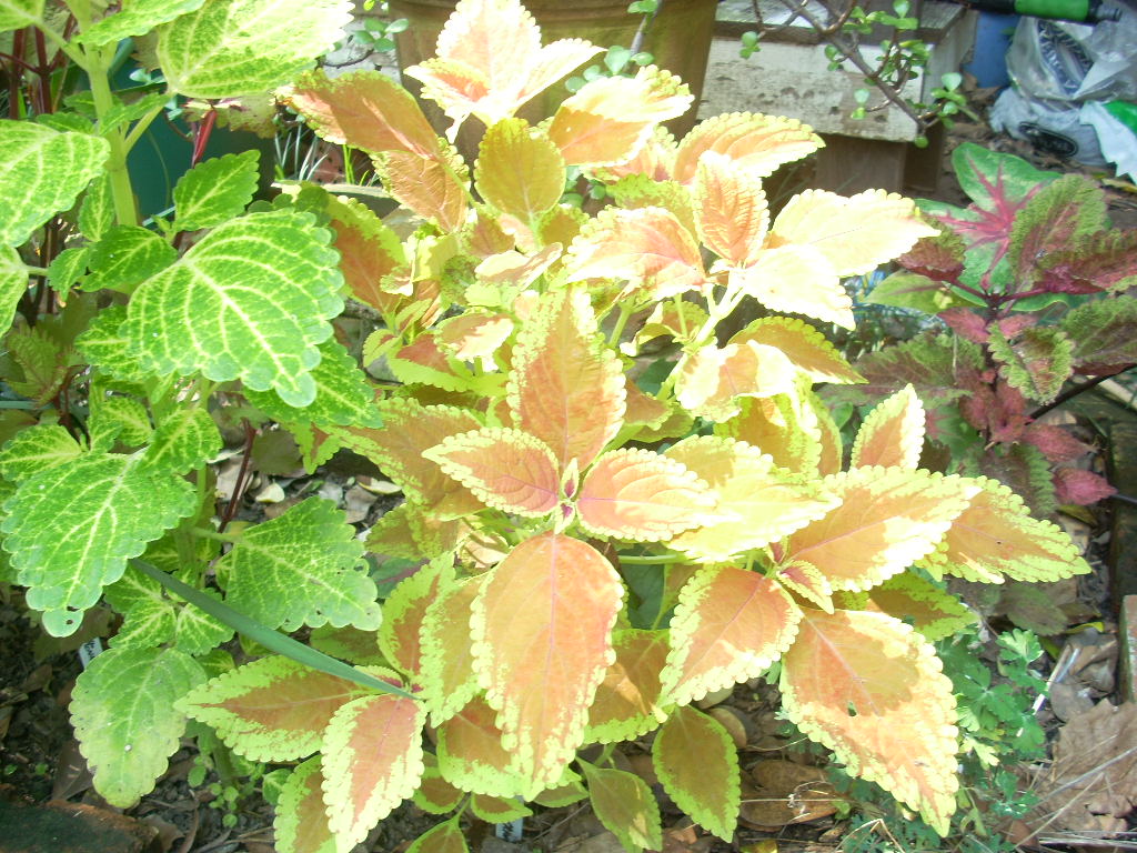 Coleus scutellarioides ‘Rustic Orange’ « The Belmont Rooster