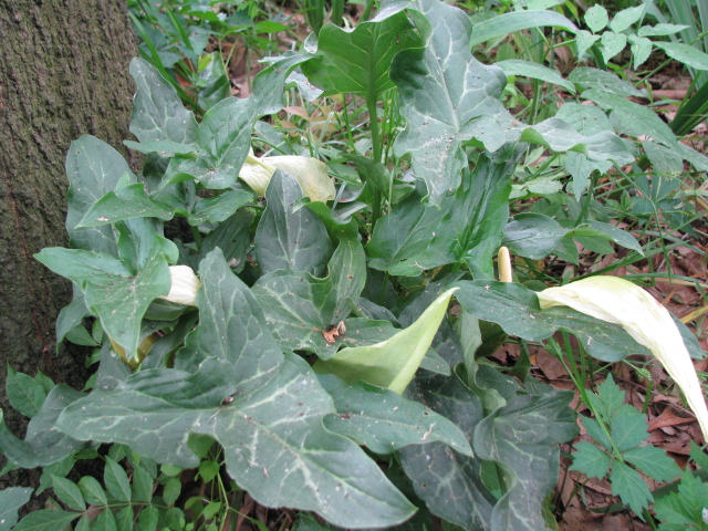 Arum italicum (Italian Arum) « The Belmont Rooster