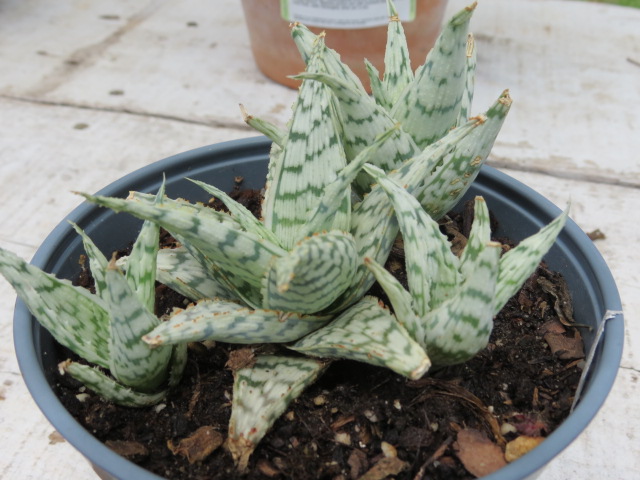 Aloe x ‘Wunderkind’ « The Belmont Rooster