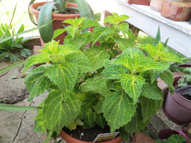 Coleus scutellarioides ‘Electric Lime’® « The Belmont Rooster