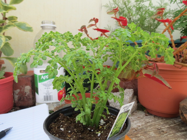 Pilea microphylla (Artillery Plant) « The Belmont Rooster