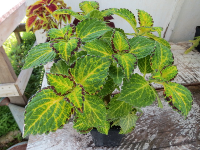 Coleus scutellarioides ‘Bonnie Gold’ « The Belmont Rooster