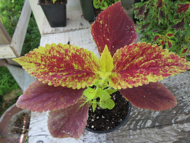 Coleus scutellarioides ‘Florida Sunshine’ « The Belmont Rooster