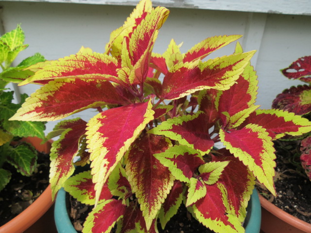 Coleus scutellarioides-Coleus « The Belmont Rooster