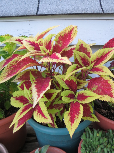 Coleus scutellarioides ‘Defiance’ « The Belmont Rooster