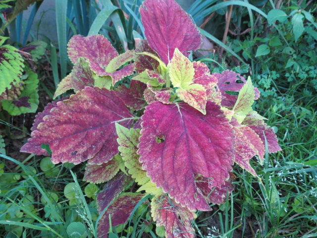 Coleus scutellarioides ‘Florida Sunshine’ « The Belmont Rooster
