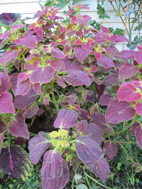 Coleus scutellarioides ‘Florida Sunshine’ « The Belmont Rooster