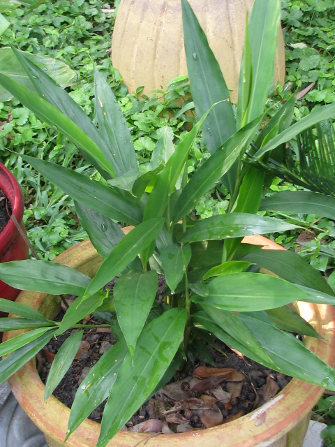 Alpinia zerumbet (Shell Ginger) « The Belmont Rooster