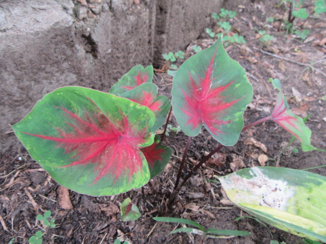 Caladium bicolor « The Belmont Rooster