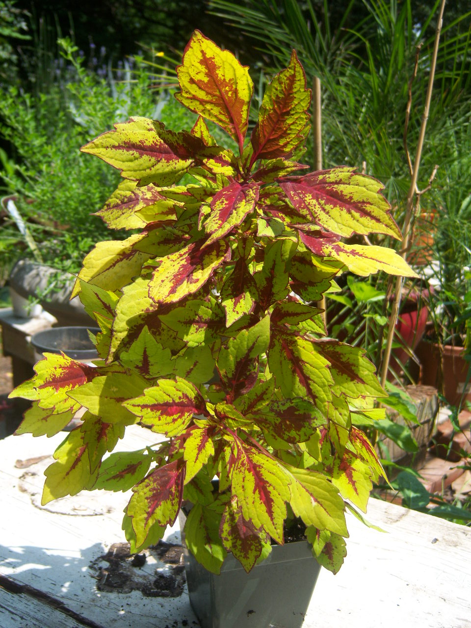 Coleus scutellarioides ‘Pineapple Splash’™ « The Belmont Rooster
