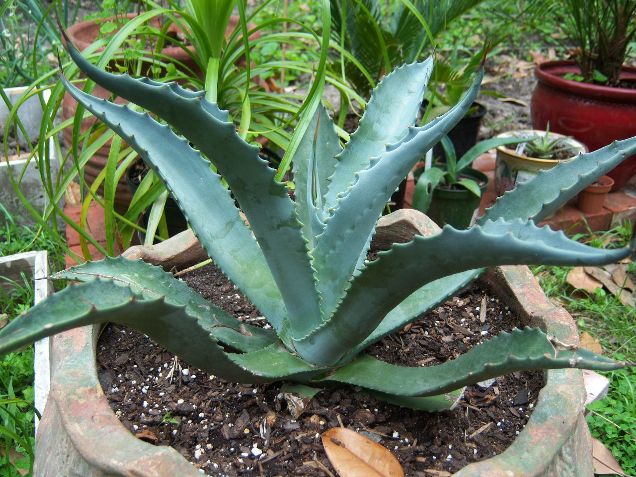 Agave americana subsp. protoamericana (Hardy Century Plant) « The ...