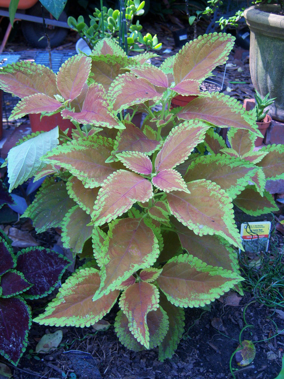Coleus scutellarioides ‘Rustic Orange’ « The Belmont Rooster