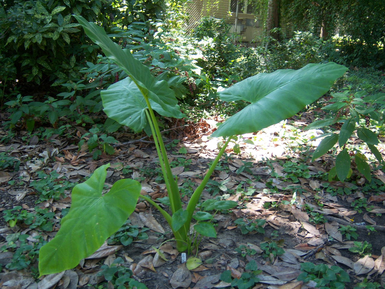 Alocasia macrorrhizos ‘Borneo Giant’ « The Belmont Rooster