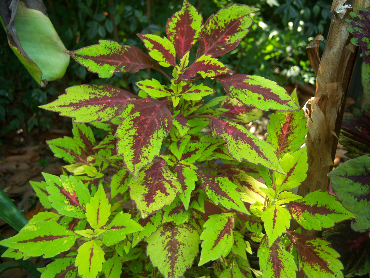 Coleus scutellarioides ‘Pineapple Splash’™ « The Belmont Rooster