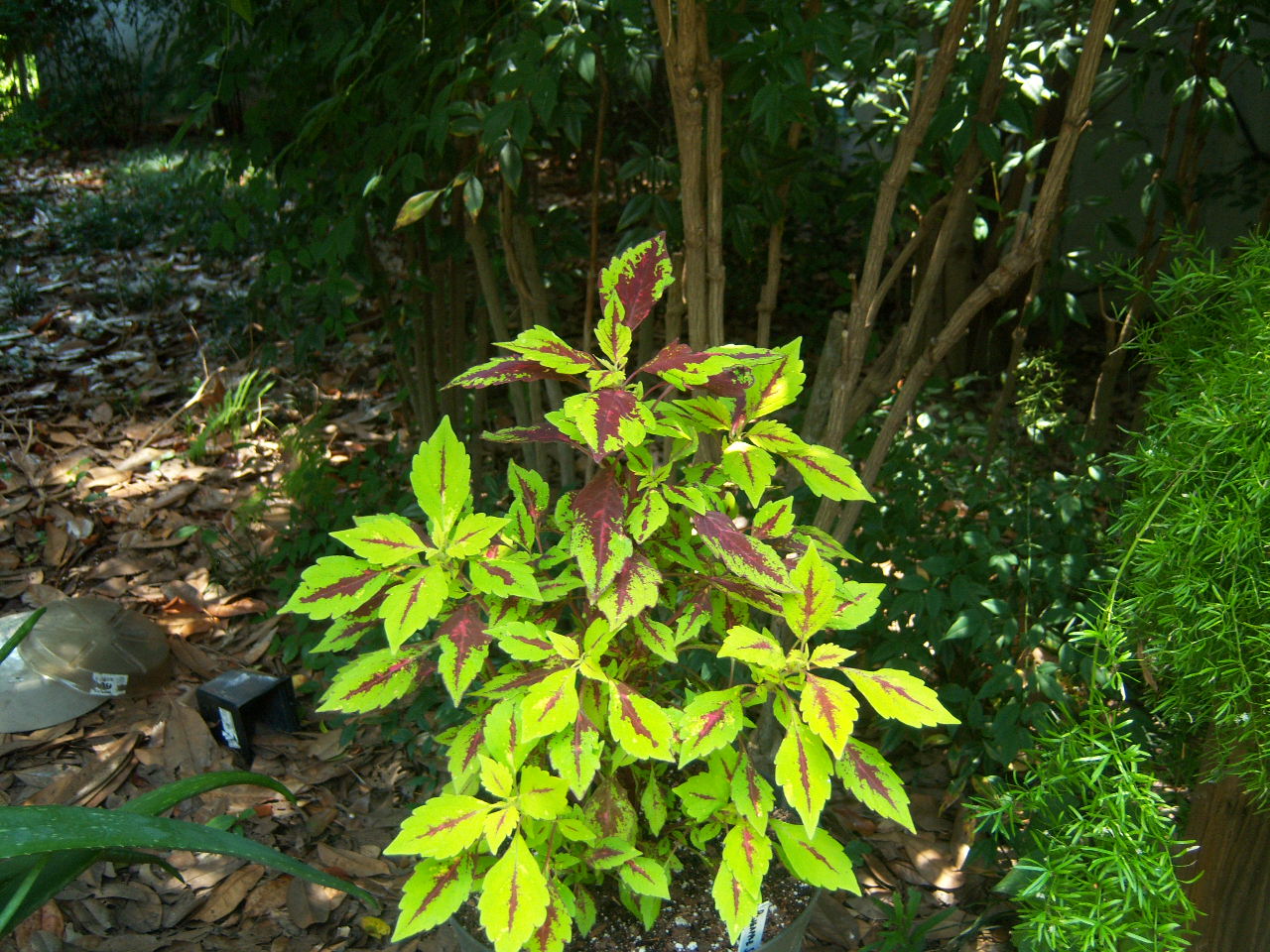 Coleus scutellarioides ‘Pineapple Splash’™ « The Belmont Rooster