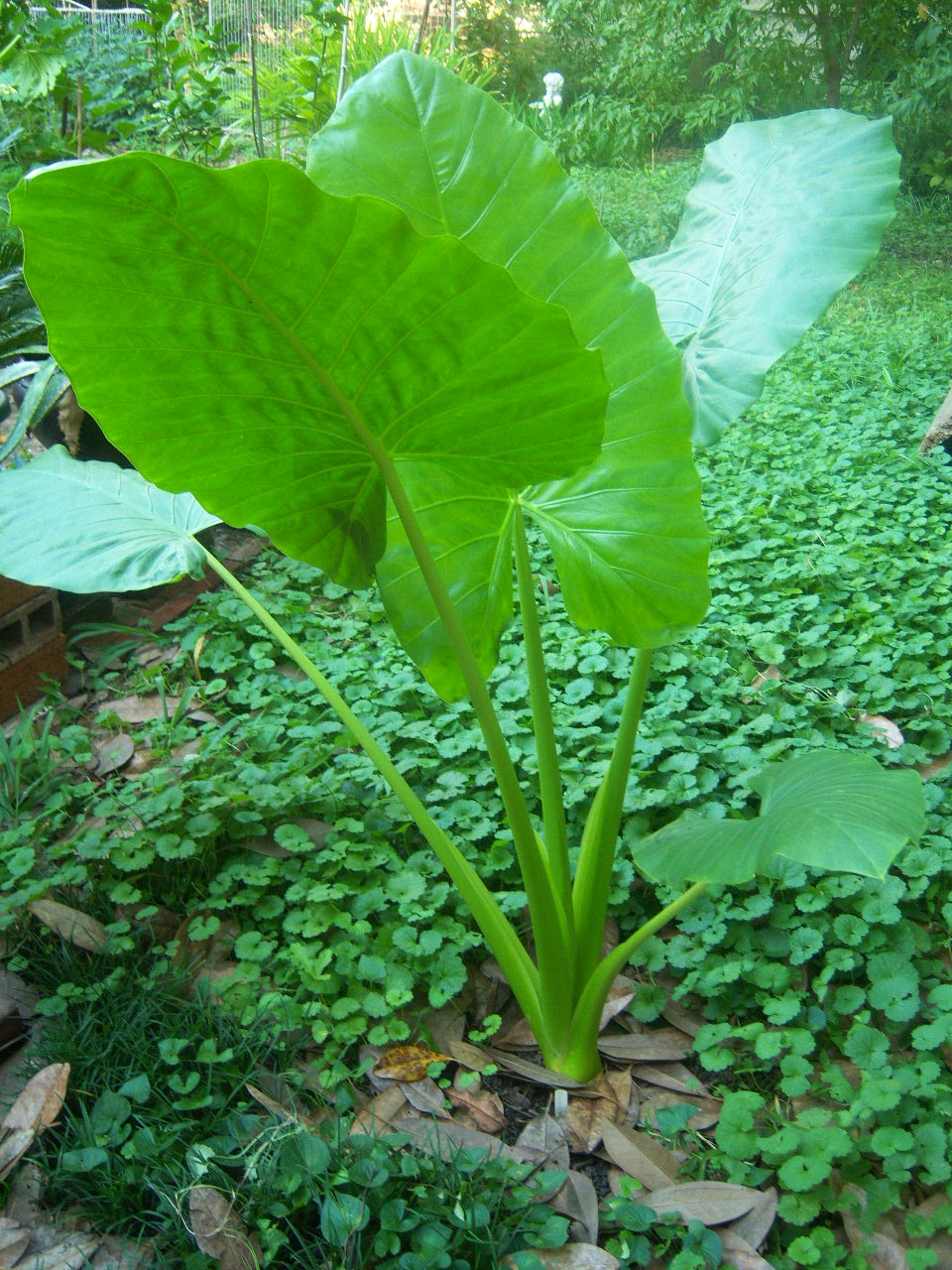 Alocasia macrorrhizos ‘Borneo Giant’ « The Belmont Rooster