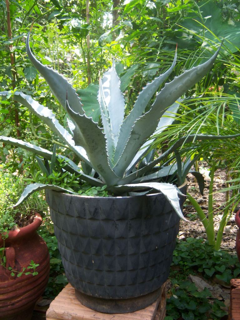 Agave americana subsp. protoamericana (Hardy Century Plant) « The ...