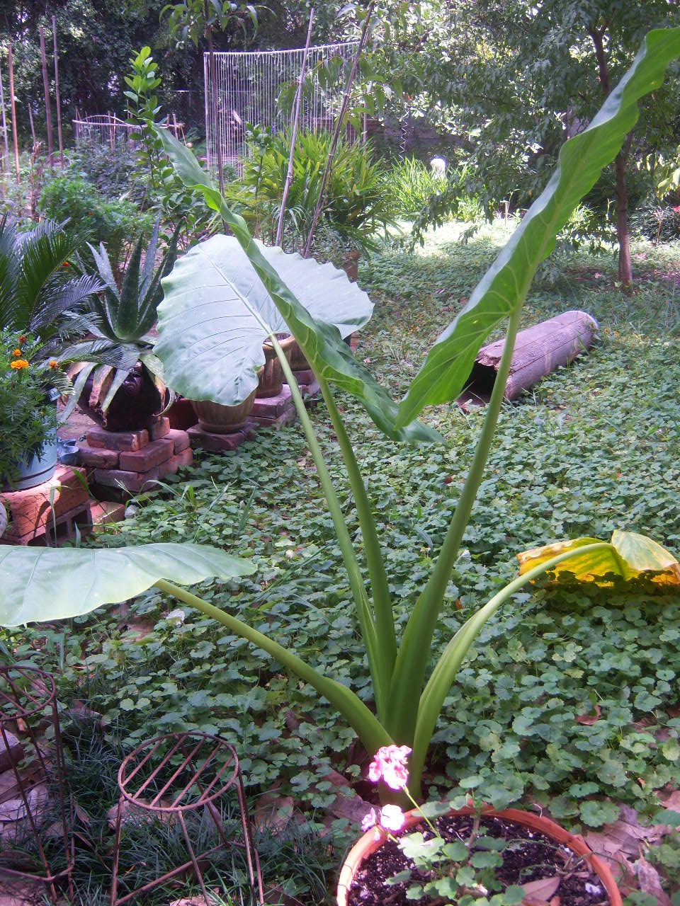 Alocasia macrorrhizos ‘Borneo Giant’ « The Belmont Rooster