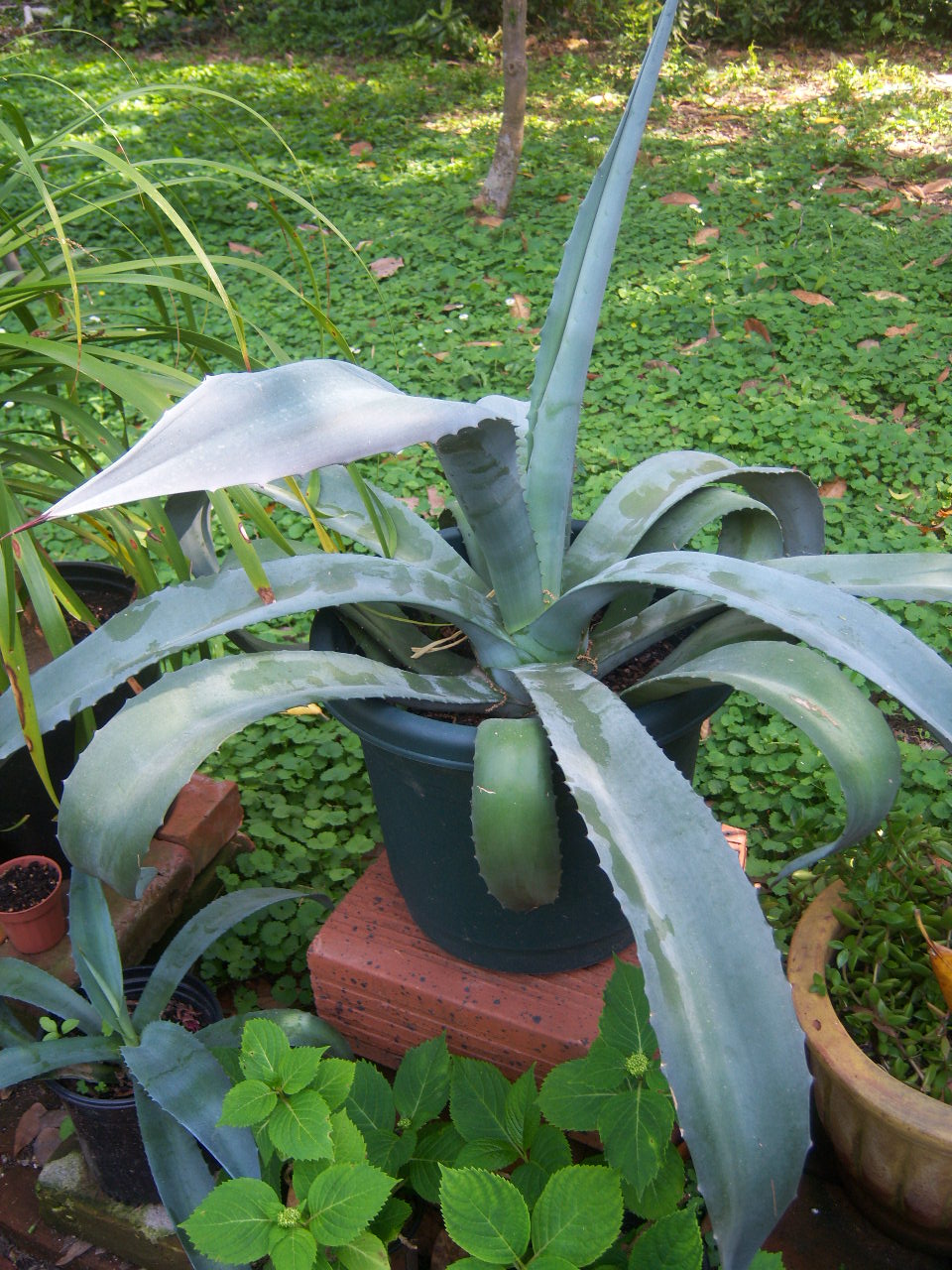 Agave americana (Century Plant) « The Belmont Rooster