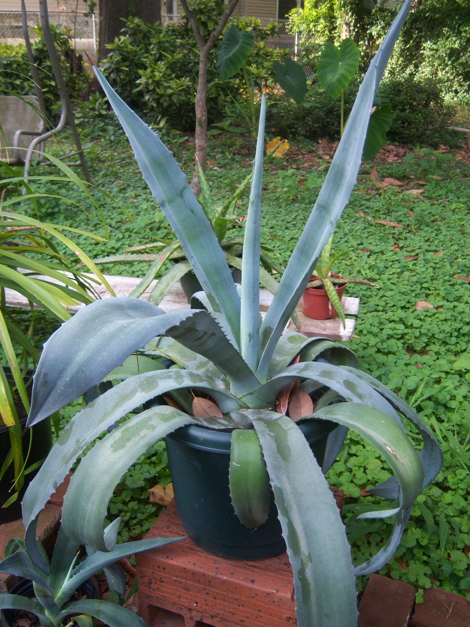 Agave americana (Century Plant) « The Belmont Rooster