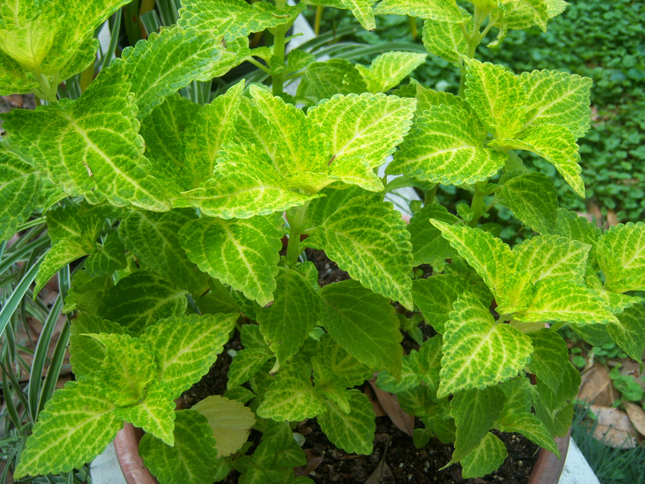 Coleus scutellarioides ‘Electric Lime’® « The Belmont Rooster
