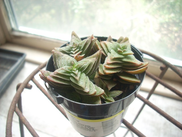 Crassula capitella subsp. thyrsiflora (Aka. ‘Caput Minima’) « The ...