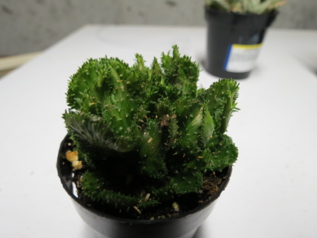 Euphorbia flanaganii f. cristata (branch cristation) (Green Coral ...