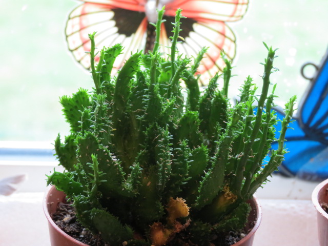 Euphorbia flanaganii f. cristata (branch cristation) (Green Coral ...