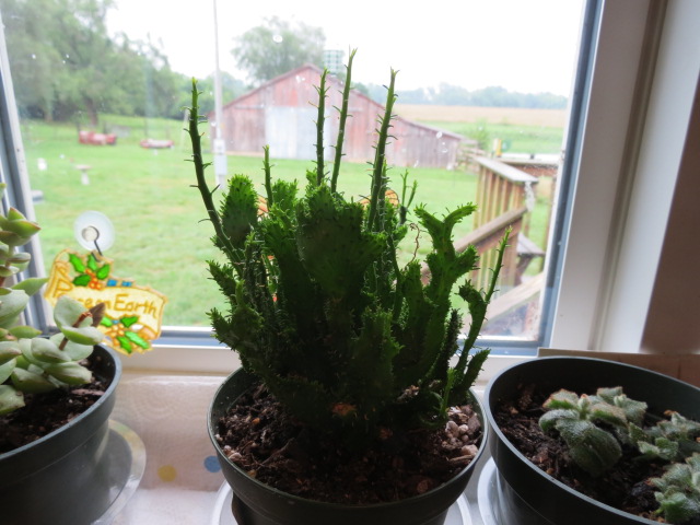 Euphorbia flanaganii f. cristata (branch cristation) (Green Coral ...