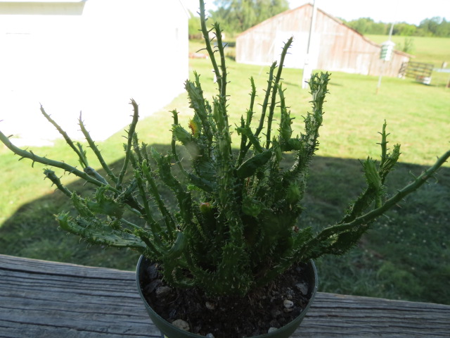Euphorbia flanaganii f. cristata (branch cristation) (Green Coral ...