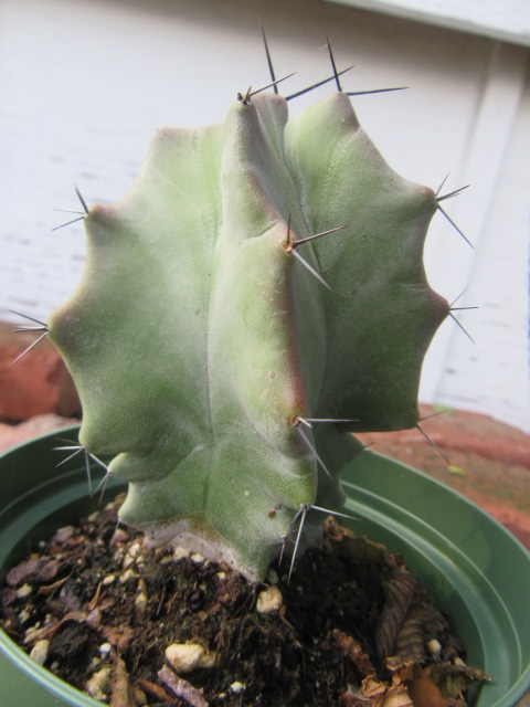 Stenocereus pruinosus (Gray Ghost or Organ Pipe Cactus) « The Belmont ...