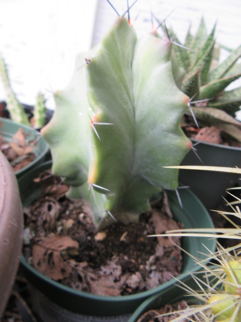 Stenocereus pruinosus (Gray Ghost or Organ Pipe Cactus) « The Belmont ...