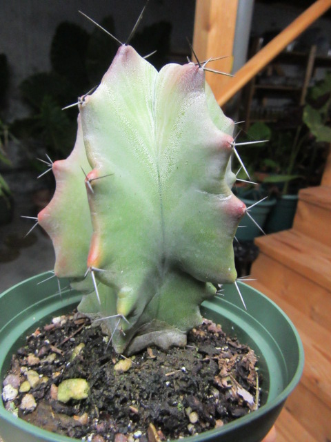 Stenocereus pruinosus (Gray Ghost or Organ Pipe Cactus) « The Belmont ...