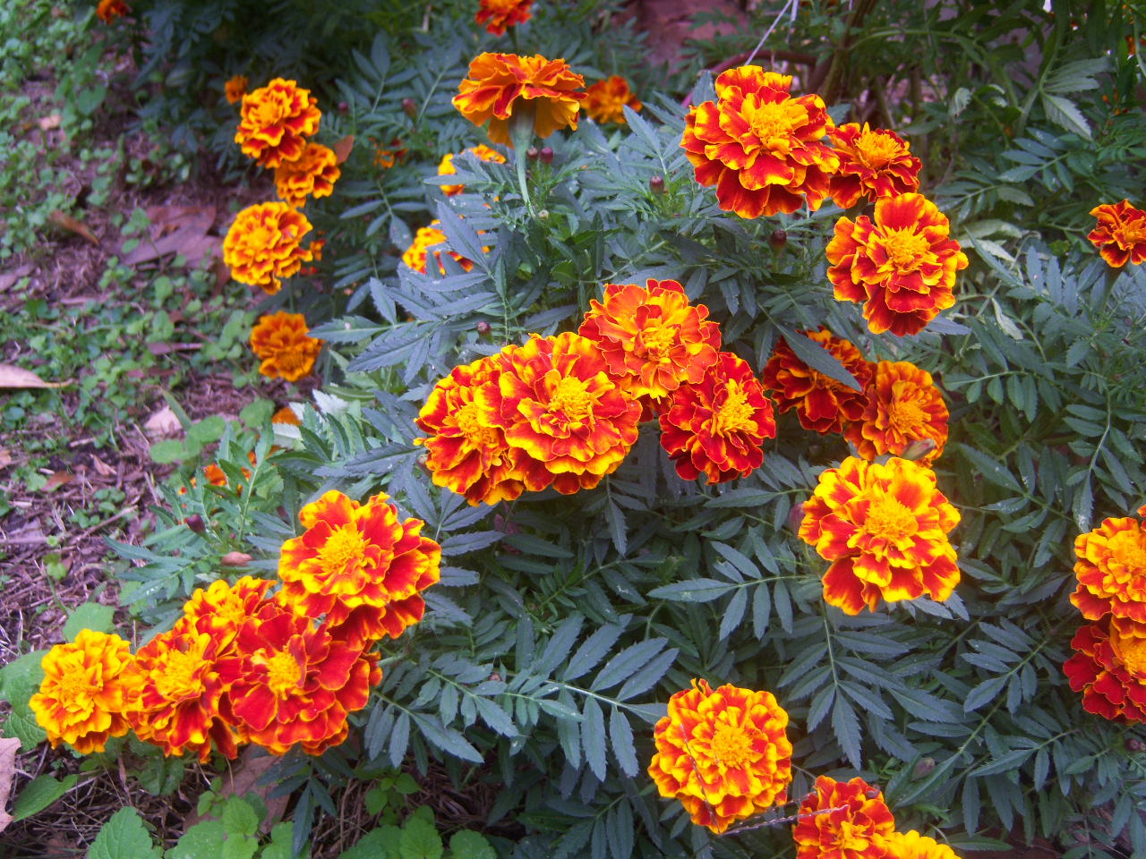Marigold ‘French Dwarf Double’ « The Belmont Rooster