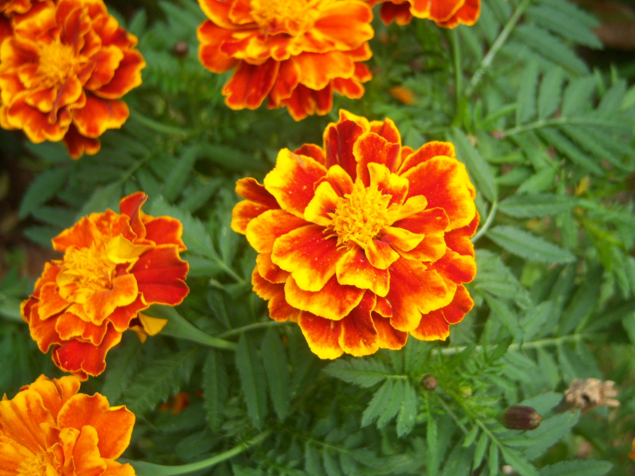Marigold ‘French Dwarf Double’ « The Belmont Rooster