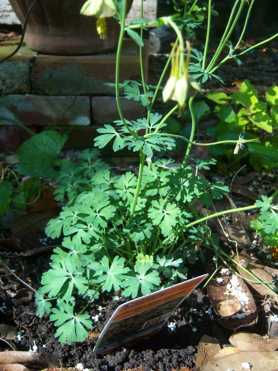 Aquilegia viridiflora ‘Chocolate Soldier’ (Columbine) « The Belmont Rooster