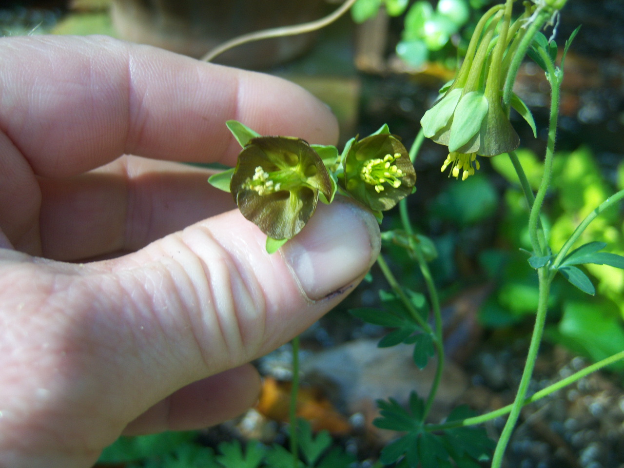 Aquilegia viridiflora ‘Chocolate Soldier’ (Columbine) « The Belmont Rooster
