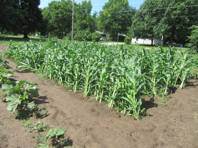 How Does Corn Stand Back Up? « The Belmont Rooster