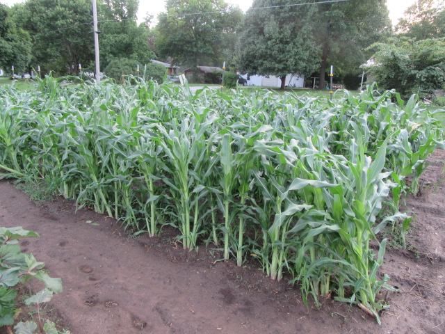 How Does Corn Stand Back Up? « The Belmont Rooster