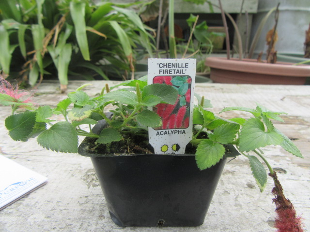 Acalypha pendula (Dwarf Chenille Plant, Firetail, ETC) « The Belmont ...