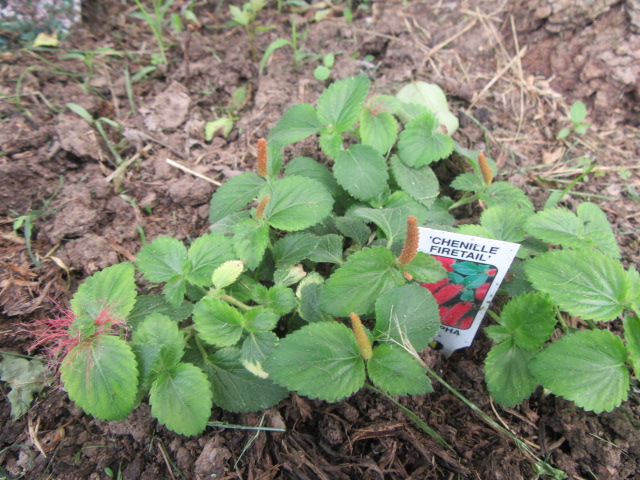 Acalypha pendula (Dwarf Chenille Plant, Firetail, ETC) « The Belmont ...