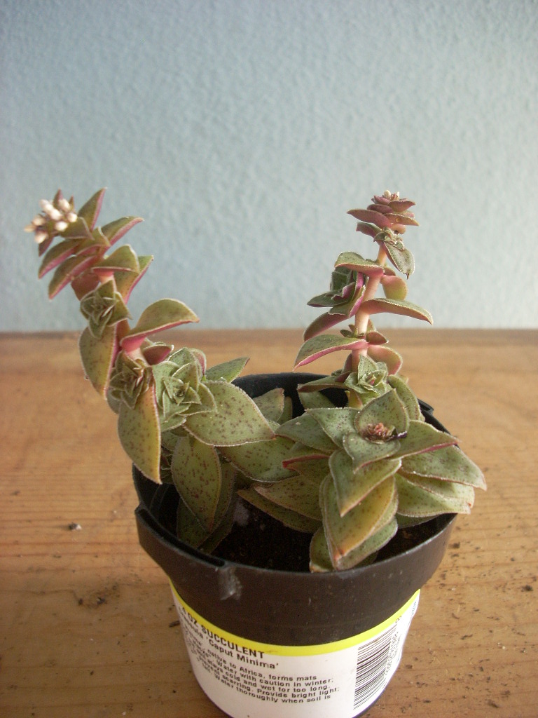 Crassula capitella subsp. thyrsiflora (Aka. ‘Caput Minima’) « The ...
