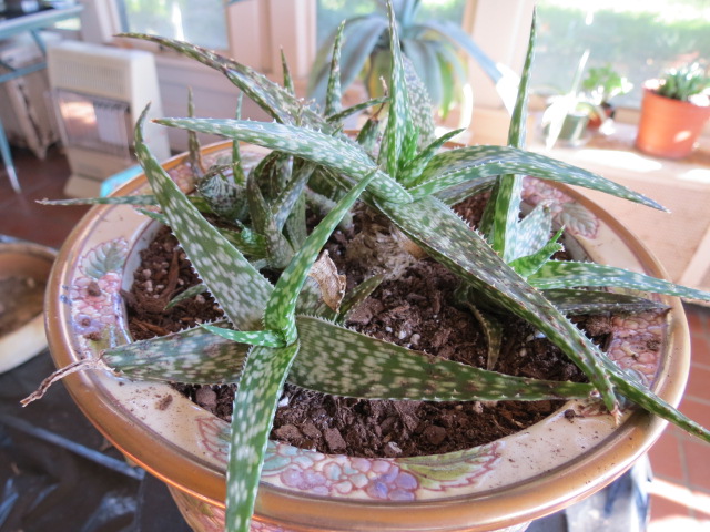 Aloe x ‘Lizard Lips’ « The Belmont Rooster