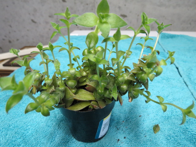 Crassula capitella subsp. thyrsiflora (Aka. ‘Caput Minima’) « The ...