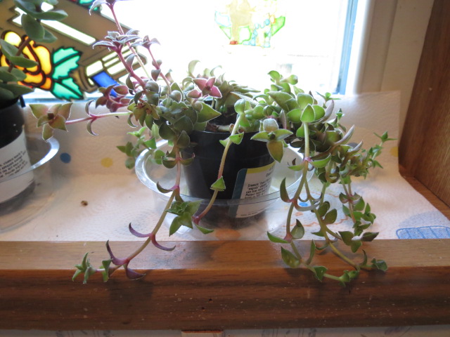 Crassula capitella subsp. thyrsiflora (Aka. ‘Caput Minima’) « The ...