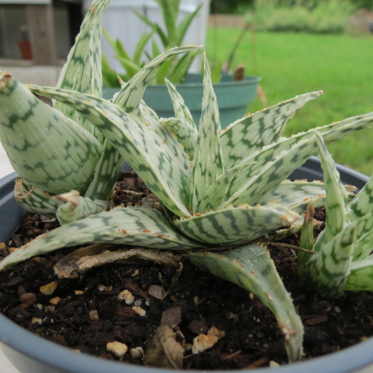 Aloe x ‘Wunderkind’ « The Belmont Rooster