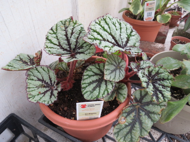 Begonia rex (Rex Begonia) « The Belmont Rooster