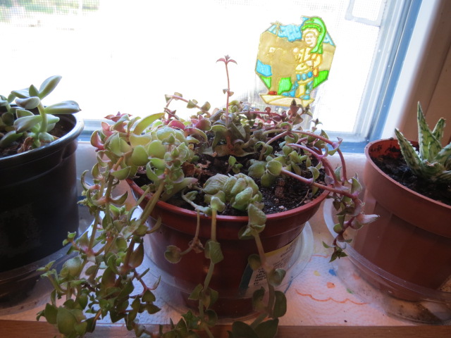 Crassula capitella subsp. thyrsiflora (Aka. ‘Caput Minima’) « The ...