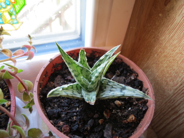 Aloe x ‘Wunderkind’ « The Belmont Rooster